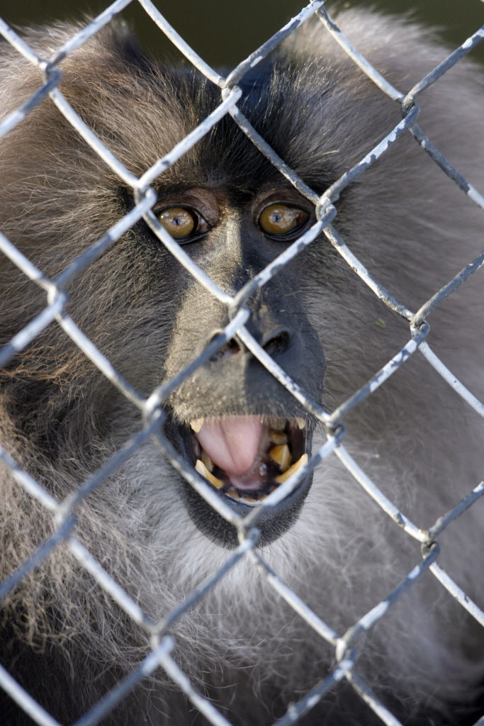 Zoo sad to bid goodbye to its lion-tailed macaques – Winnipeg Free Press