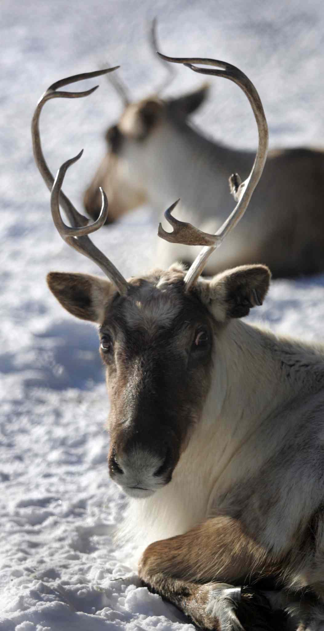 Better caribou protection in Manitoba on the way – Winnipeg Free Press