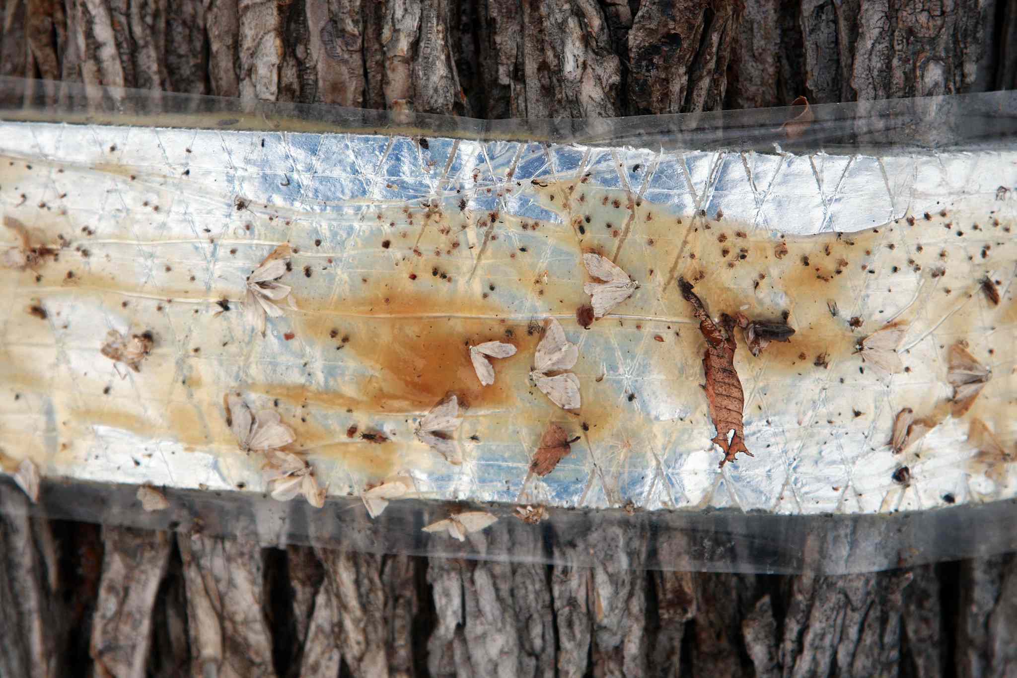 Beetle battle: Invasive species moves closer to our trees – Winnipeg ...