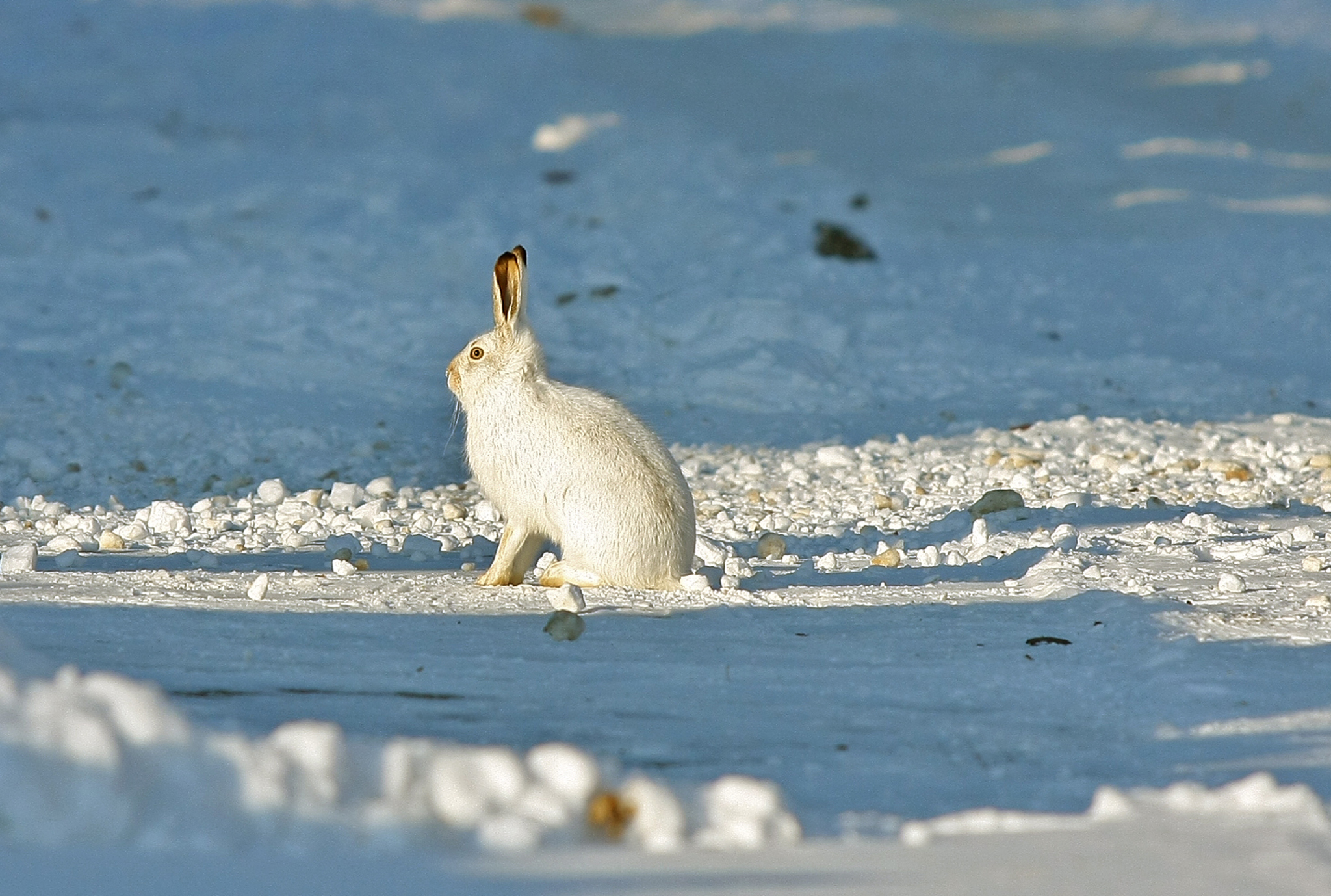 A snowshoe hare for every pot – Winnipeg Free Press