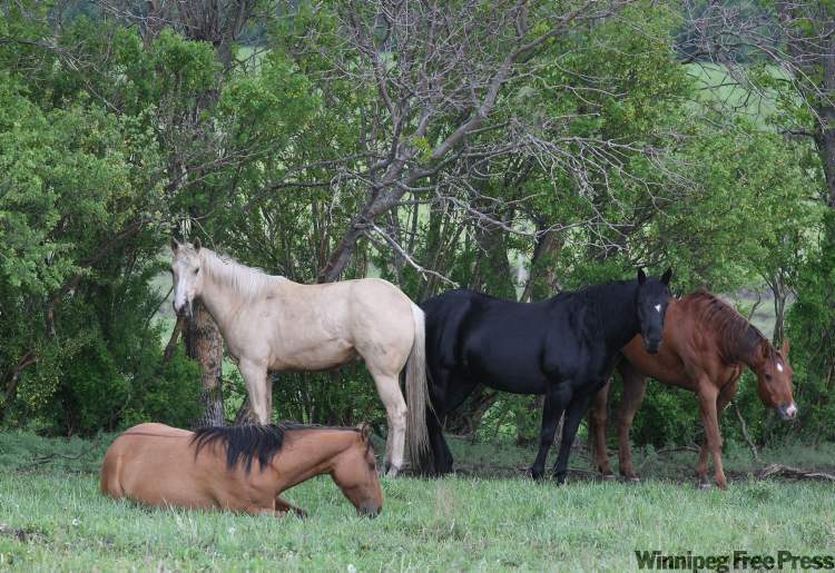 Equine sector providing vital rural diversification – Winnipeg Free Press
