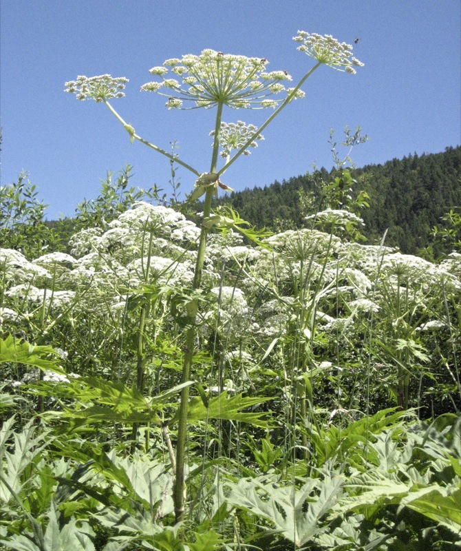 Giant hogweed finds itself on the radar of Canadians coast-to-coast ...