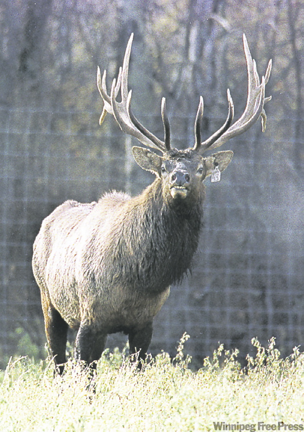 Wildlife group angry over shoot-first policy for elk – Winnipeg Free Press