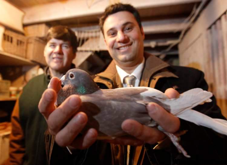 Pigeon-racing community embraces technology – Winnipeg Free Press