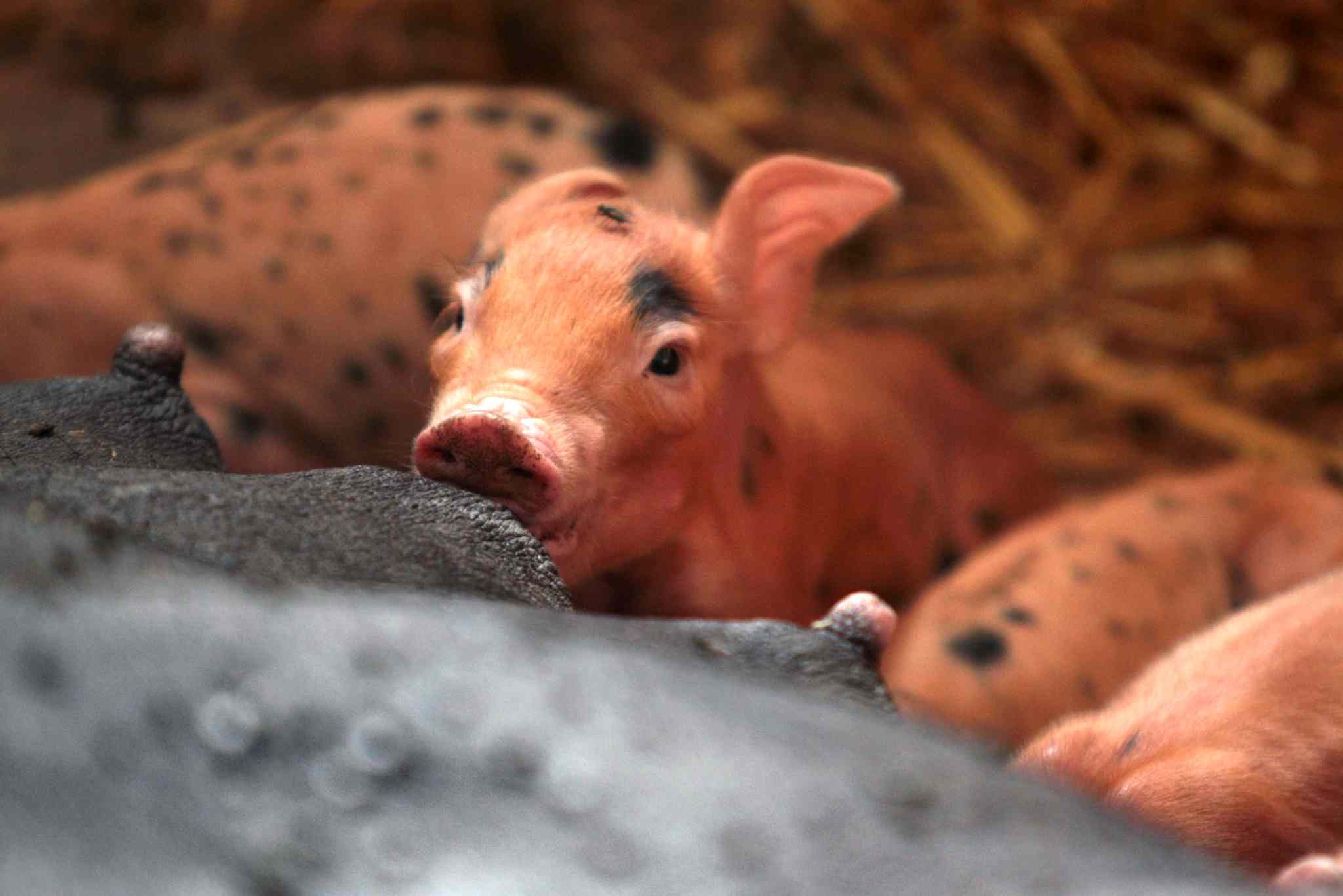 Deadly pig virus confirmed in Manitoba – Winnipeg Free Press