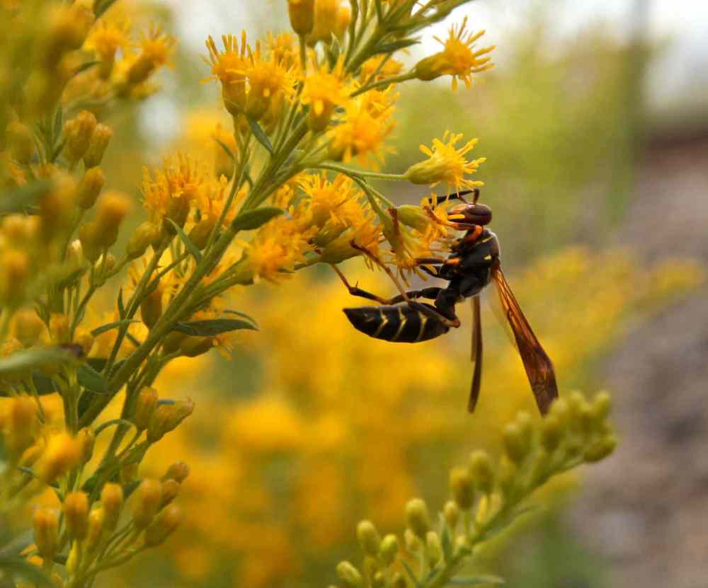 Beware the dastardly, wicked wasps of fall – Winnipeg Free Press