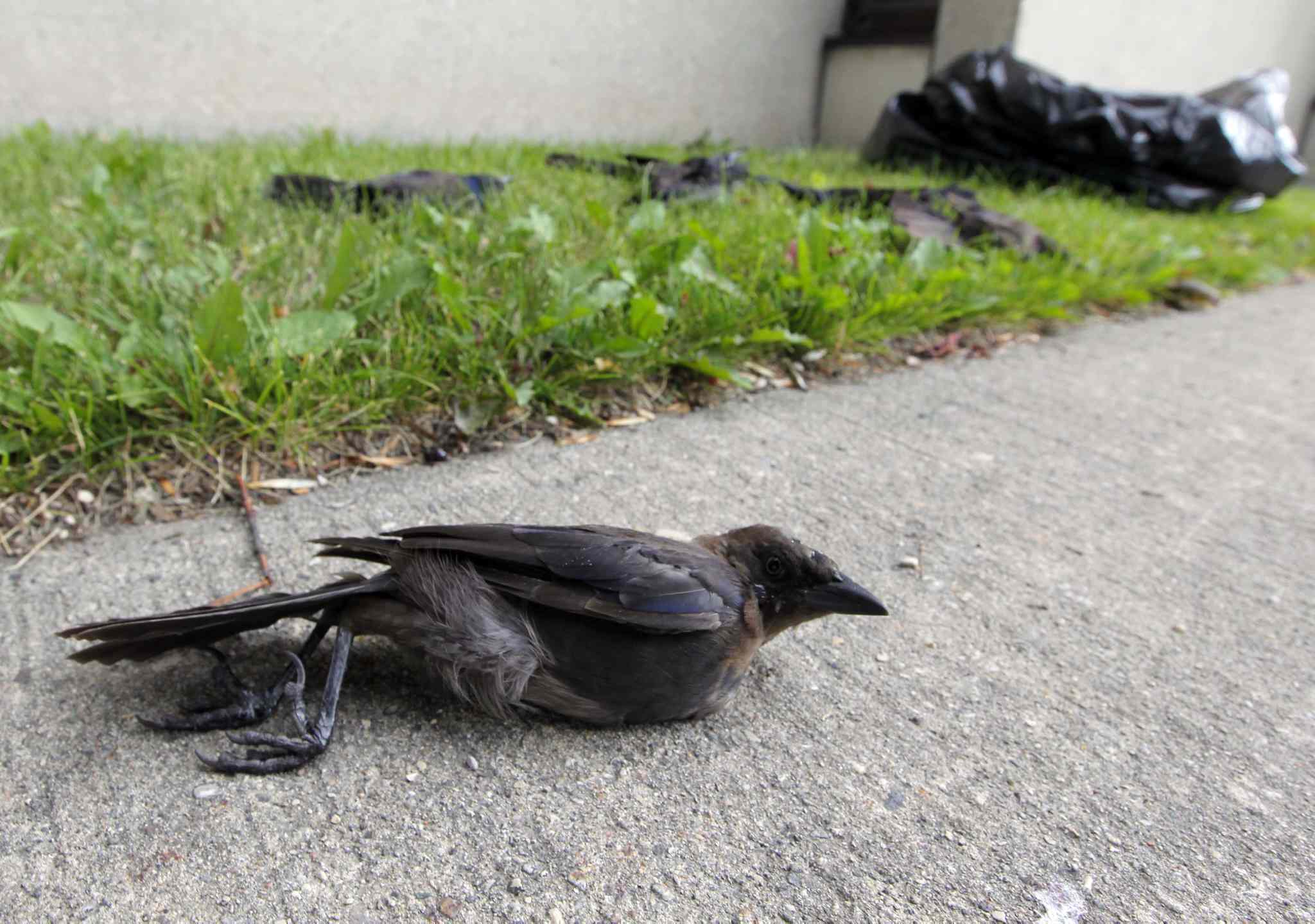 Poison was cause of grackles’ deaths – Winnipeg Free Press