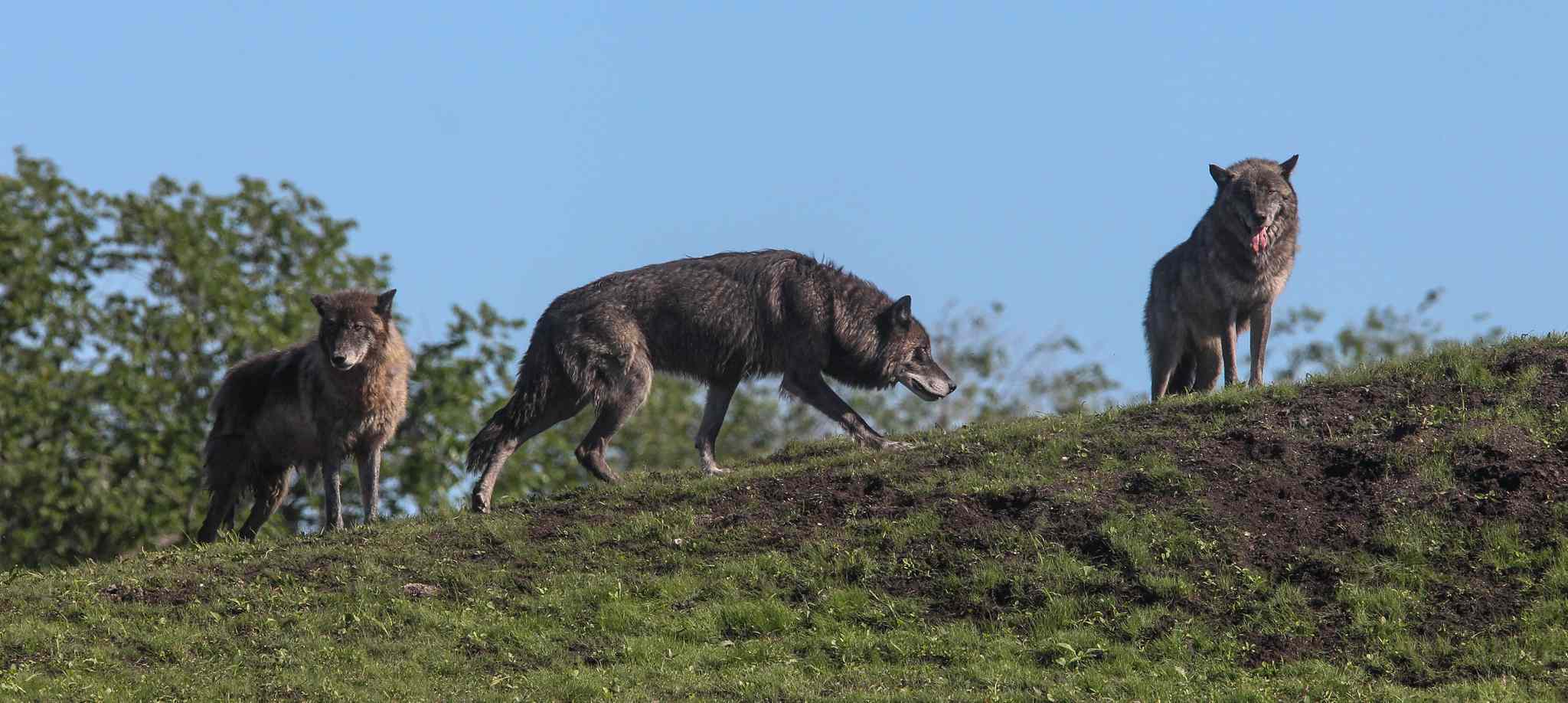 Journey to Churchill back to normal after wolves’ explorations thwarted ...