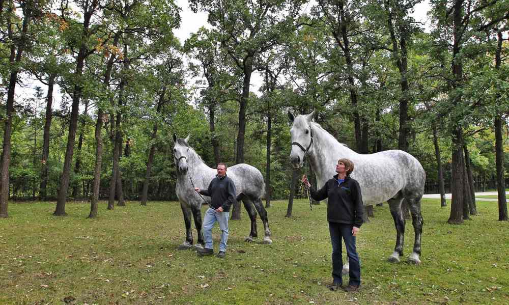 New zoo centre celebrates history of heavy horses – Winnipeg Free Press