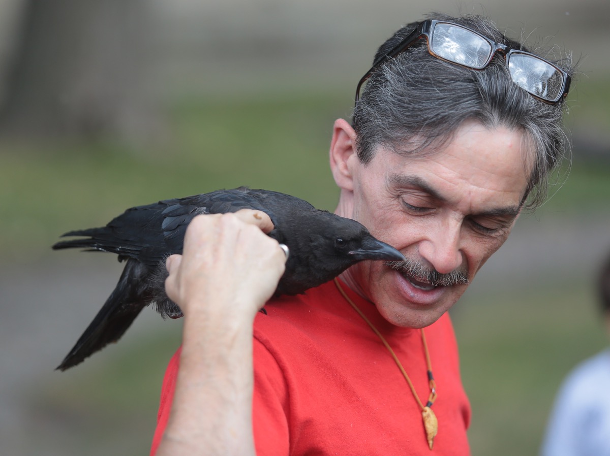 Caw of the wild: Brandon crow bonds with rescuer – Winnipeg Free Press