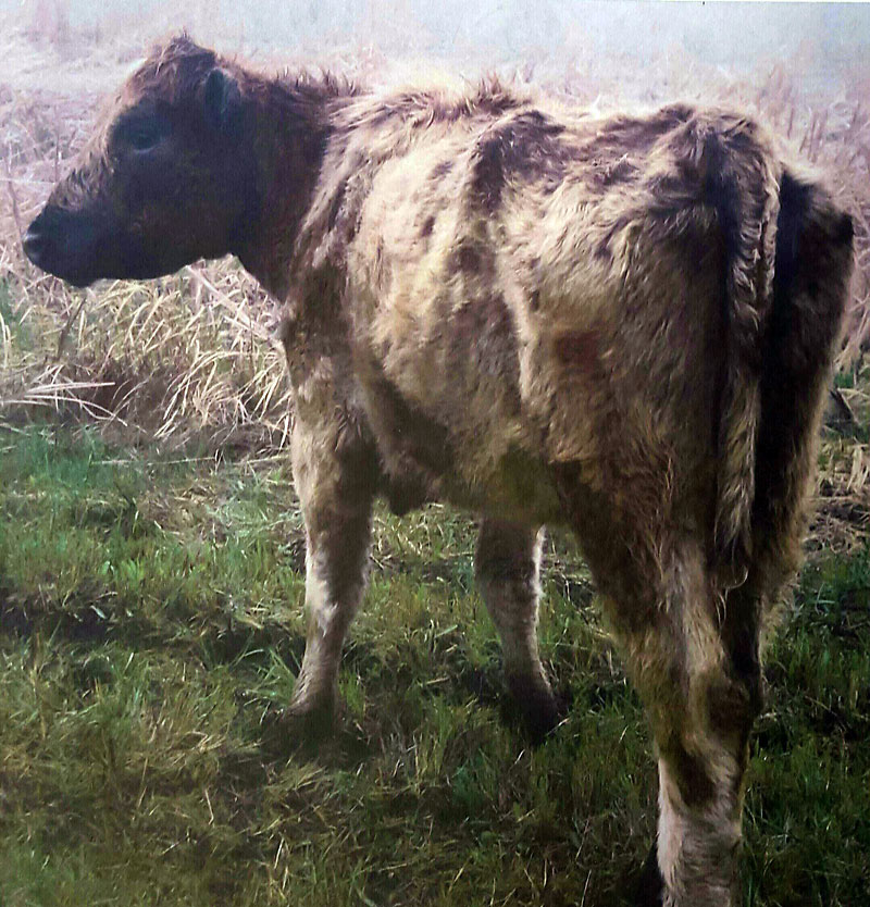 Westman cattle malnourished, court hears – Winnipeg Free Press