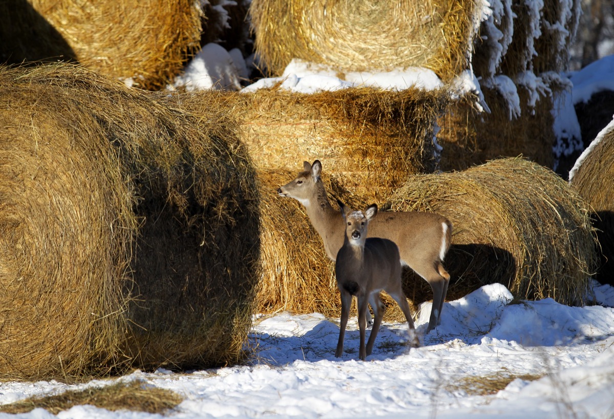 Farms prep for high-stakes game of economic strategy – Winnipeg Free Press