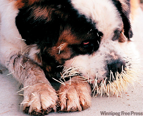 Critter myth-busters – Winnipeg Free Press