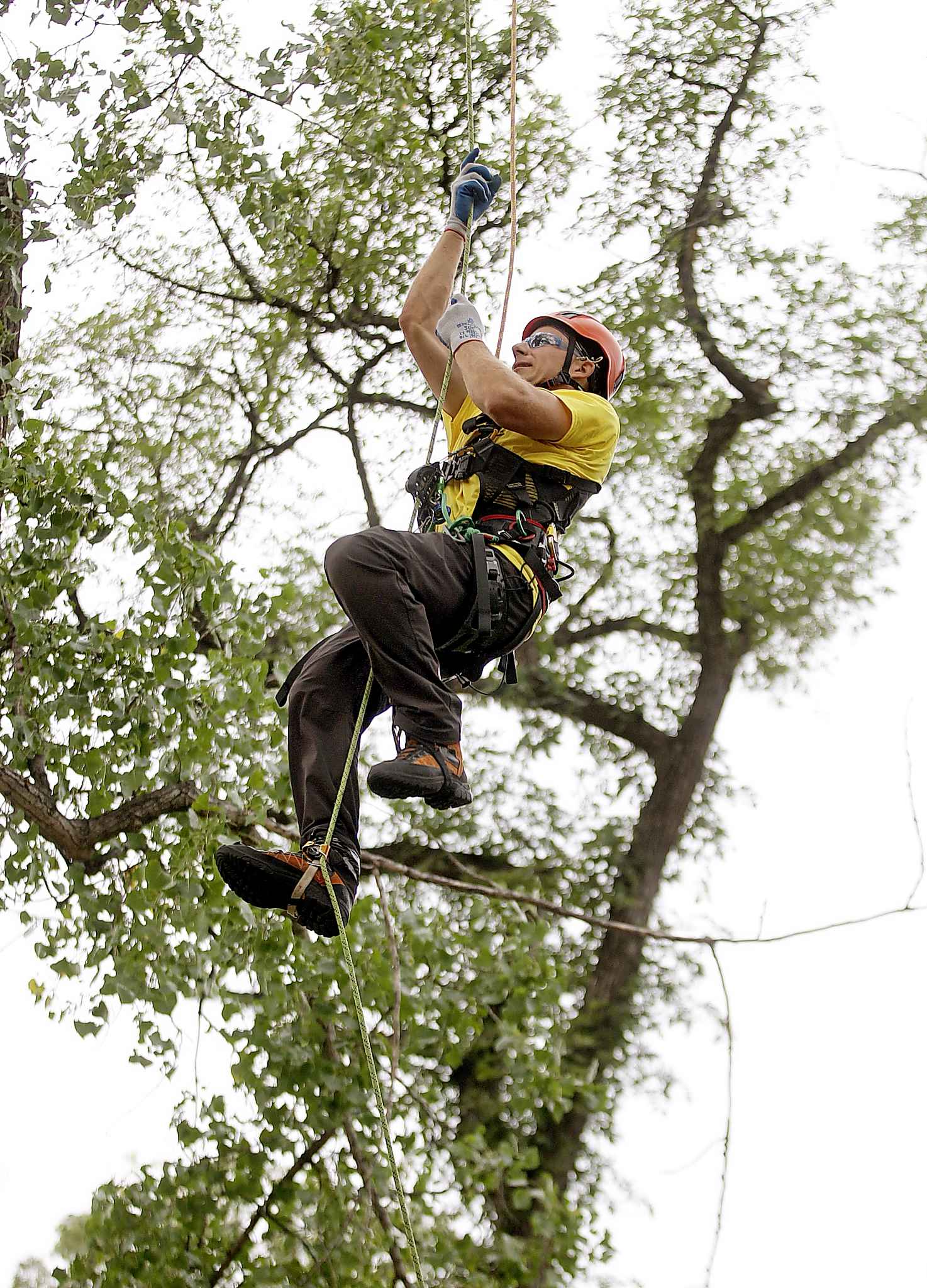 Best tree-climbers on the Prairies descend on Winnipeg to ascend giant ...