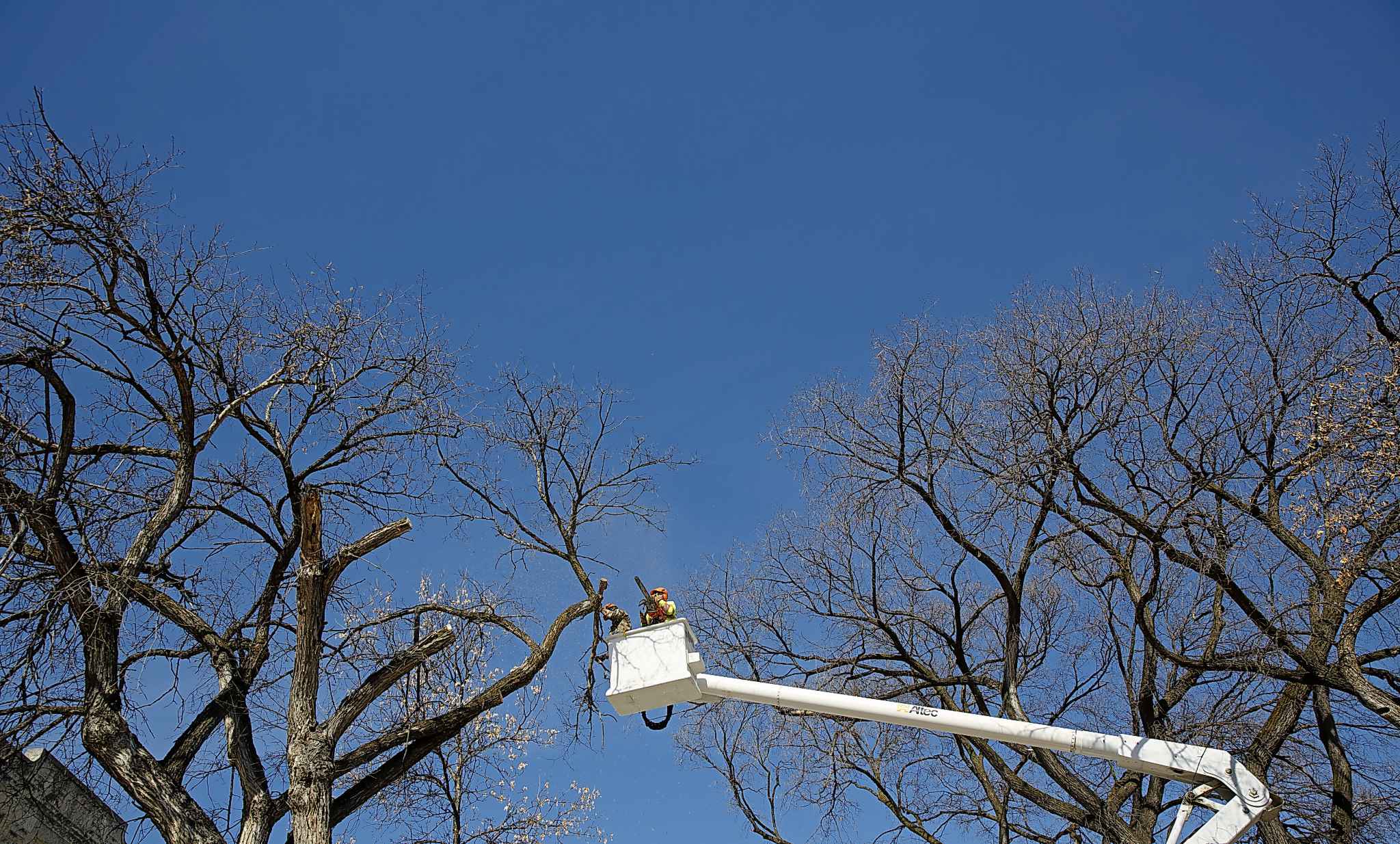 City planting hardier tree types to replace dying elm, ash – Winnipeg ...
