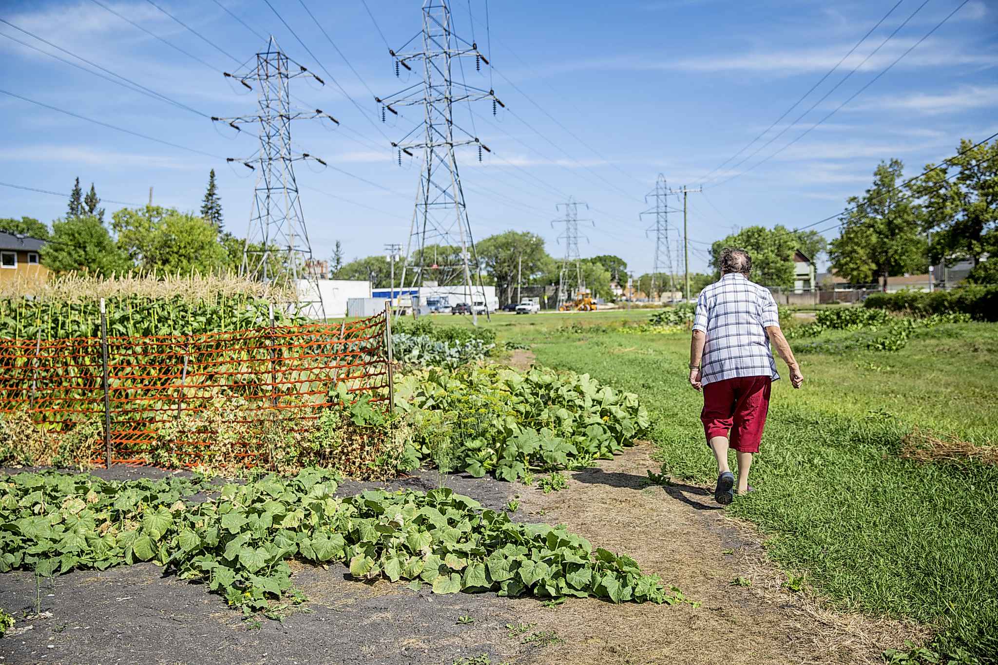 Gardeners seek to root out thieves – Winnipeg Free Press