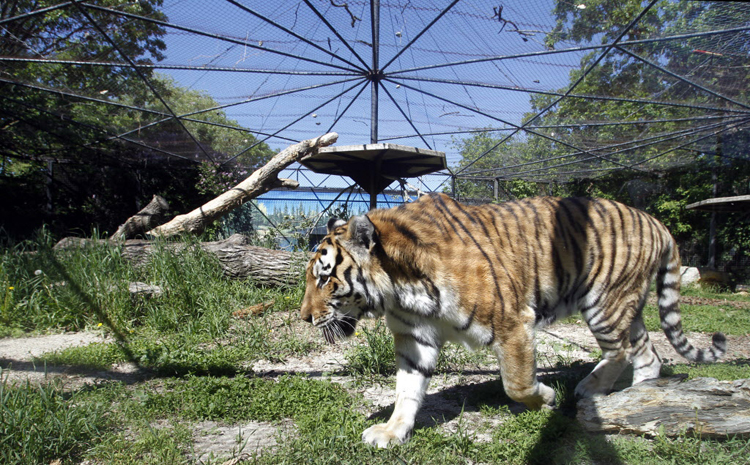 Zoo’s tigers will get more room to roam – Winnipeg Free Press
