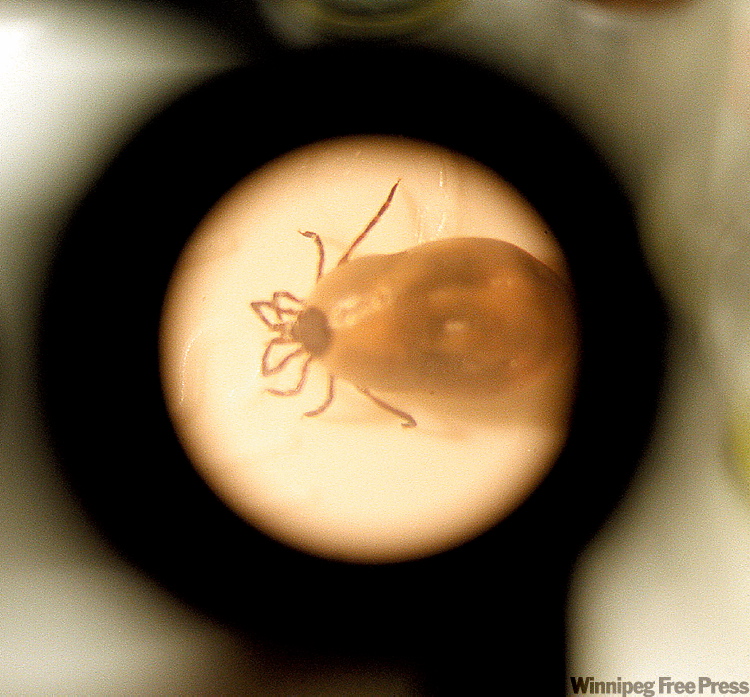 Lyme-carrying ticks seen early – Winnipeg Free Press