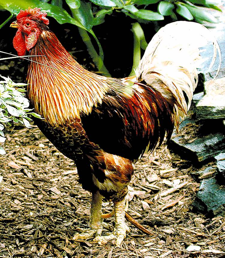 Fowl play – Winnipeg Free Press