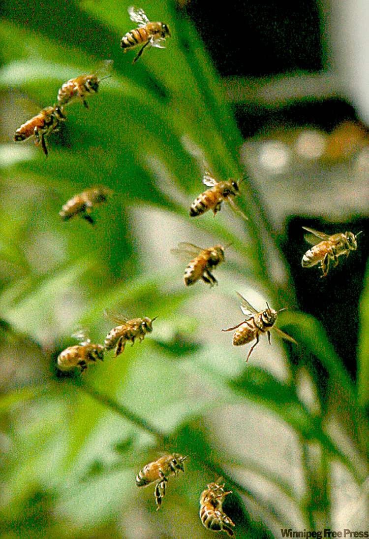 At-risk bees highlight threat to food supply – Winnipeg Free Press