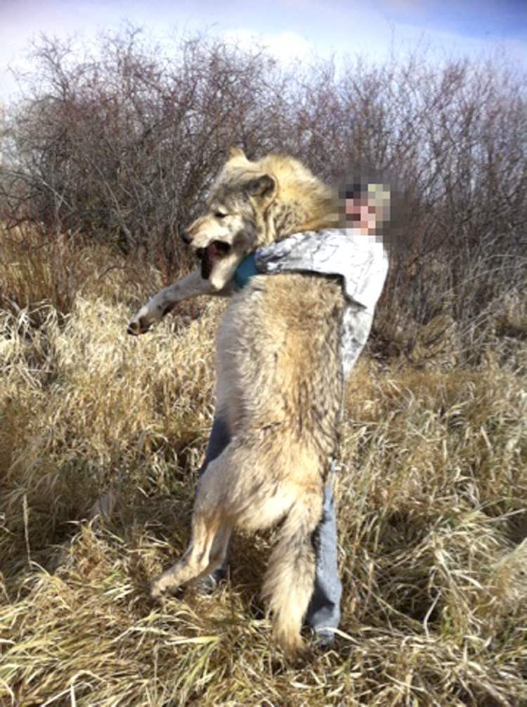 Trapper captures pet-preying wolf – Winnipeg Free Press
