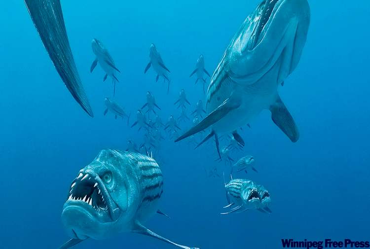 80-million-year-old fish story – Winnipeg Free Press