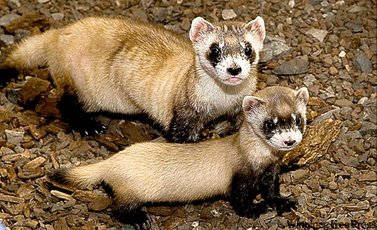 Weasel Pet Canada