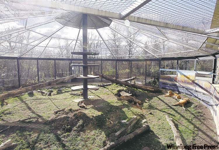 Zoo filled with pride over lofty award for lion pavilion – Winnipeg ...