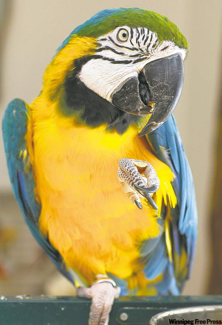 Meet the Flockers – Winnipeg Free Press