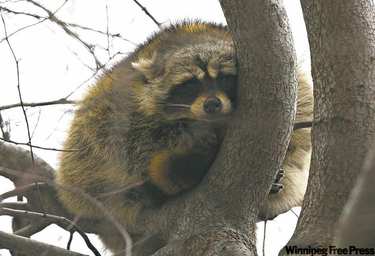 Clever, confounded critters shall inherit the world – Winnipeg Free Press