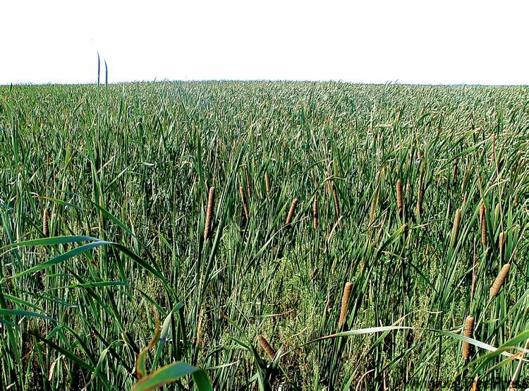 Converting cattails to fuel could save vital marsh – Winnipeg Free Press