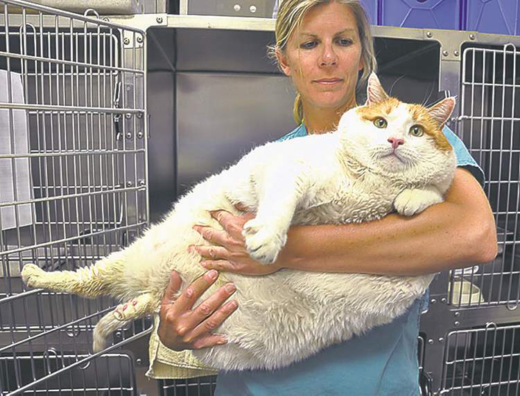 Shelter trying to get fat cat back in shape – Winnipeg Free Press