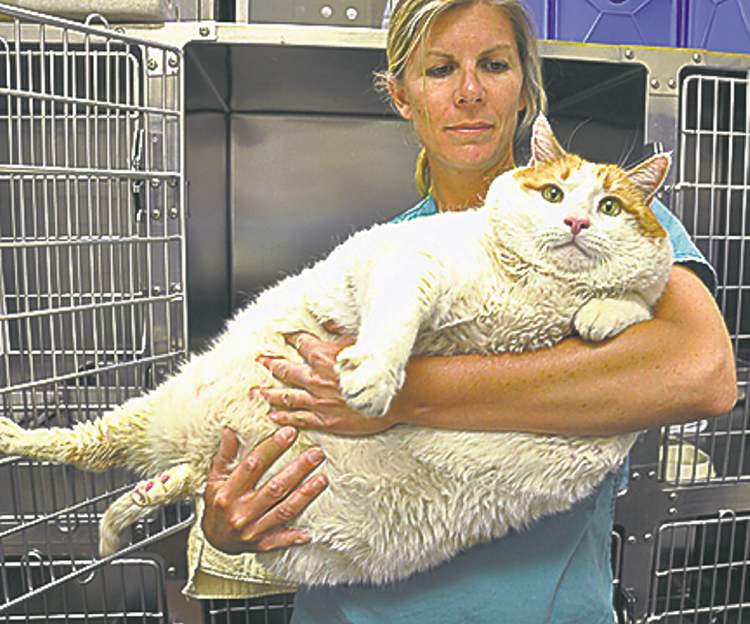 Fat cat dies of respiratory distress – Winnipeg Free Press