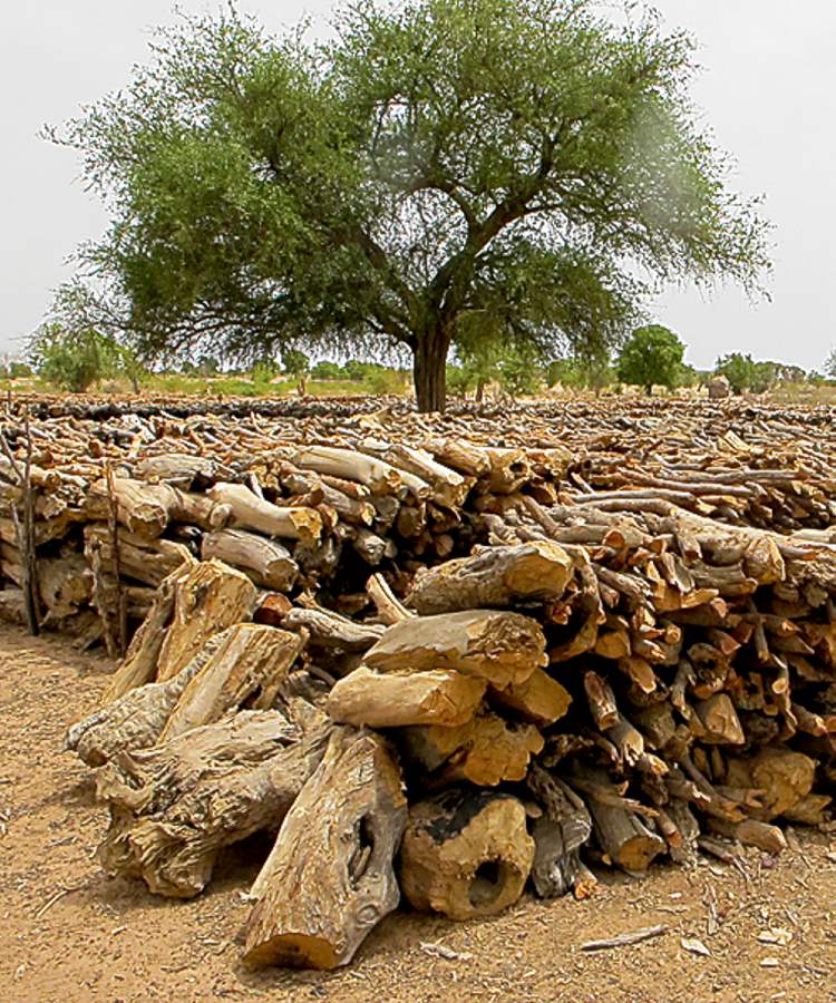 Trees, shrubs vanishing from Sahel – Winnipeg Free Press