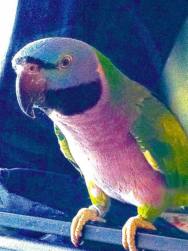 If you spot Oscar the parrot, call her owners – Winnipeg Free Press