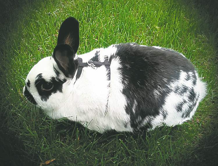 pets of the week – Winnipeg Free Press