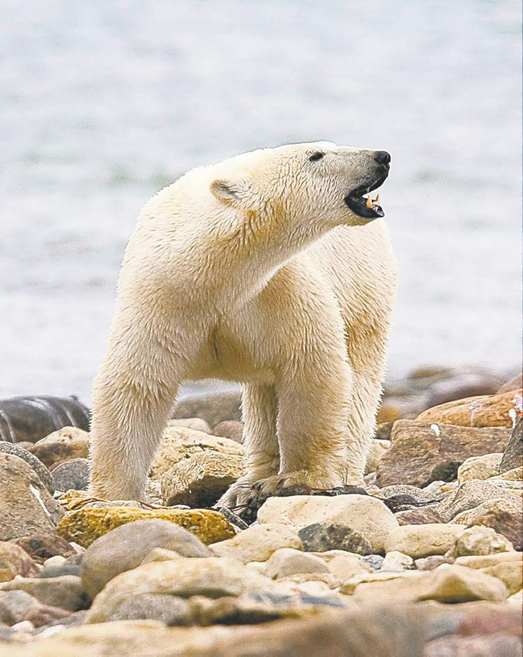 Soldiers carry WWI rifles for polar bear protection – Winnipeg Free Press