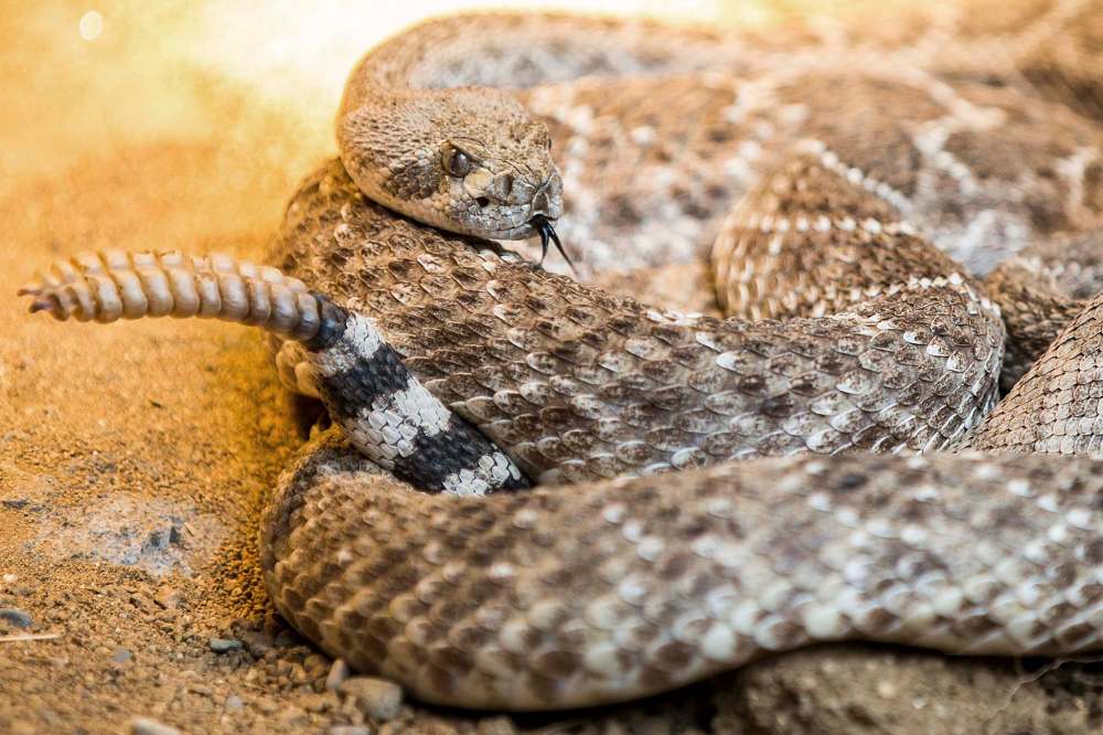 Non-lethal snakes just as swift – Winnipeg Free Press