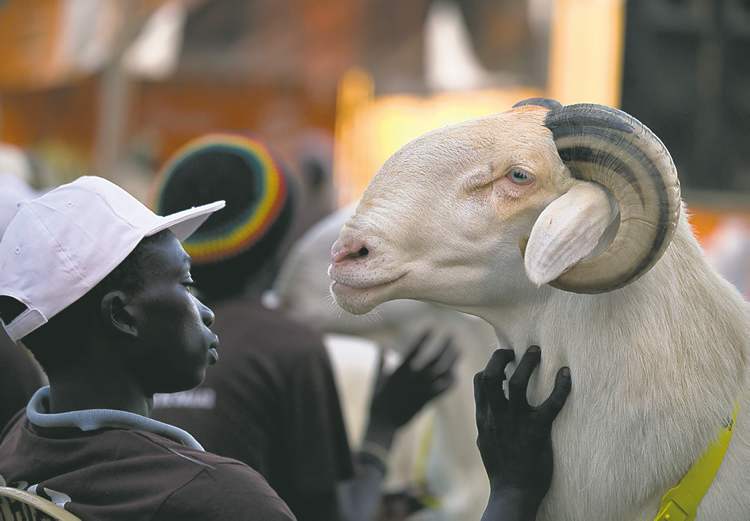So baaaaaaad it’s good: Sheep the stars of show – Winnipeg Free Press