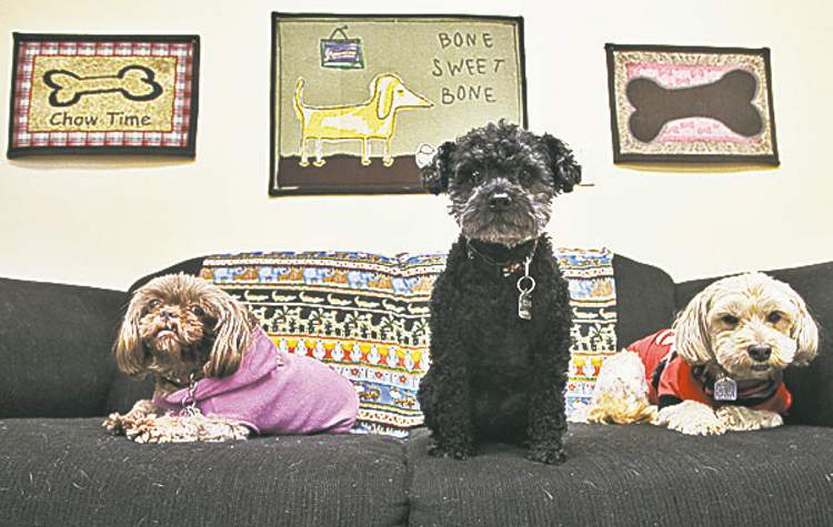 Small steps: Little Dog House caters to pets of a certain size ...