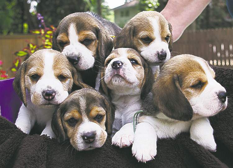 Pets of the Week – Winnipeg Free Press