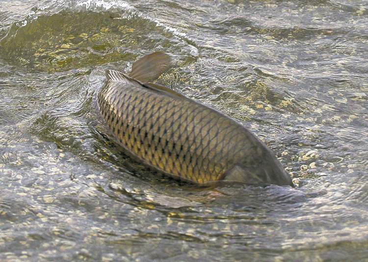 Carp not welcome to live in Delta Marsh – Winnipeg Free Press