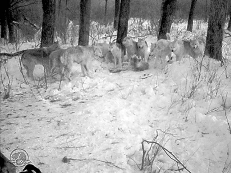 Park camera gives peek into wolf-pack life – Winnipeg Free Press