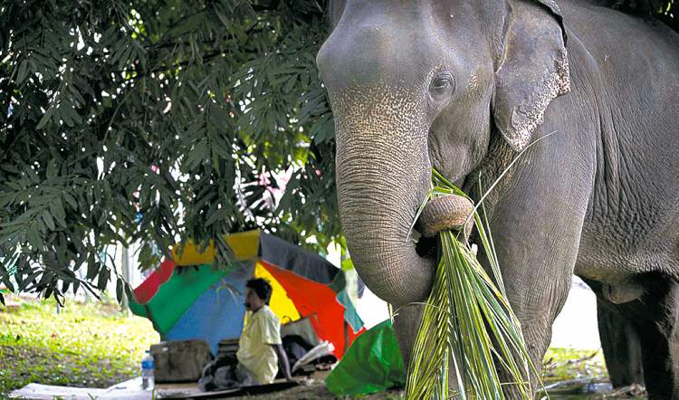 Fascinating look into animal minds – Winnipeg Free Press