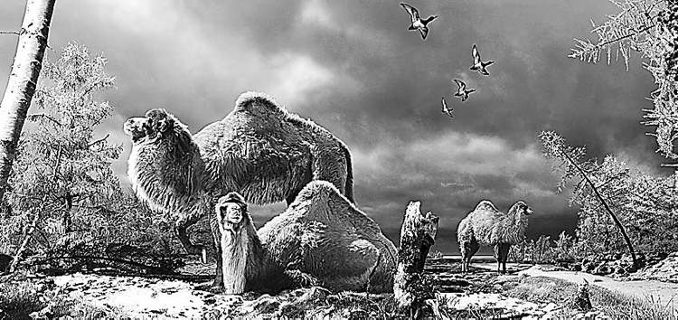 Camels the ships of the… High Arctic? – Winnipeg Free Press