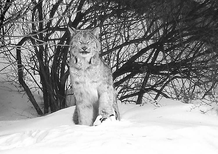 Once-trapped lynx back in wild – Winnipeg Free Press