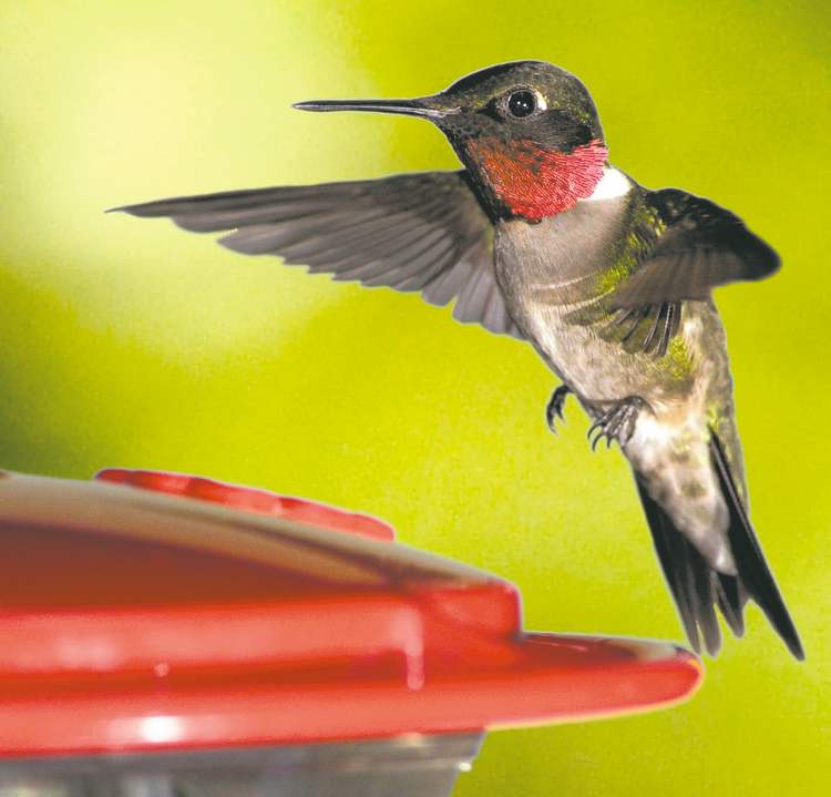 Miniature miracles – Winnipeg Free Press