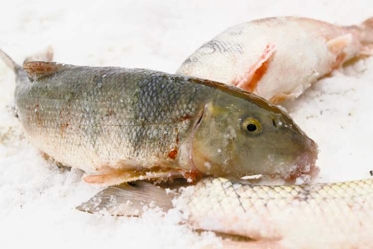 Bycatch waste being studied – Winnipeg Free Press