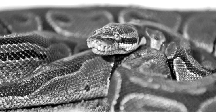 Snake’s alive… in a trash bin! – Winnipeg Free Press