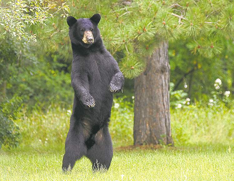 Don’t fret about bears, just give them respect – Winnipeg Free Press